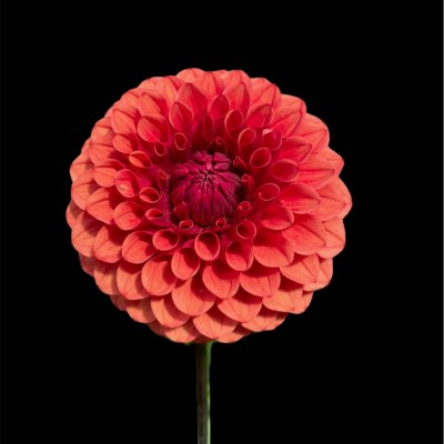 Dahlia ‘Hapet Compo’ – Dr Blomster