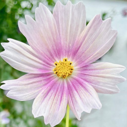 mini-planta – Dr Blomster