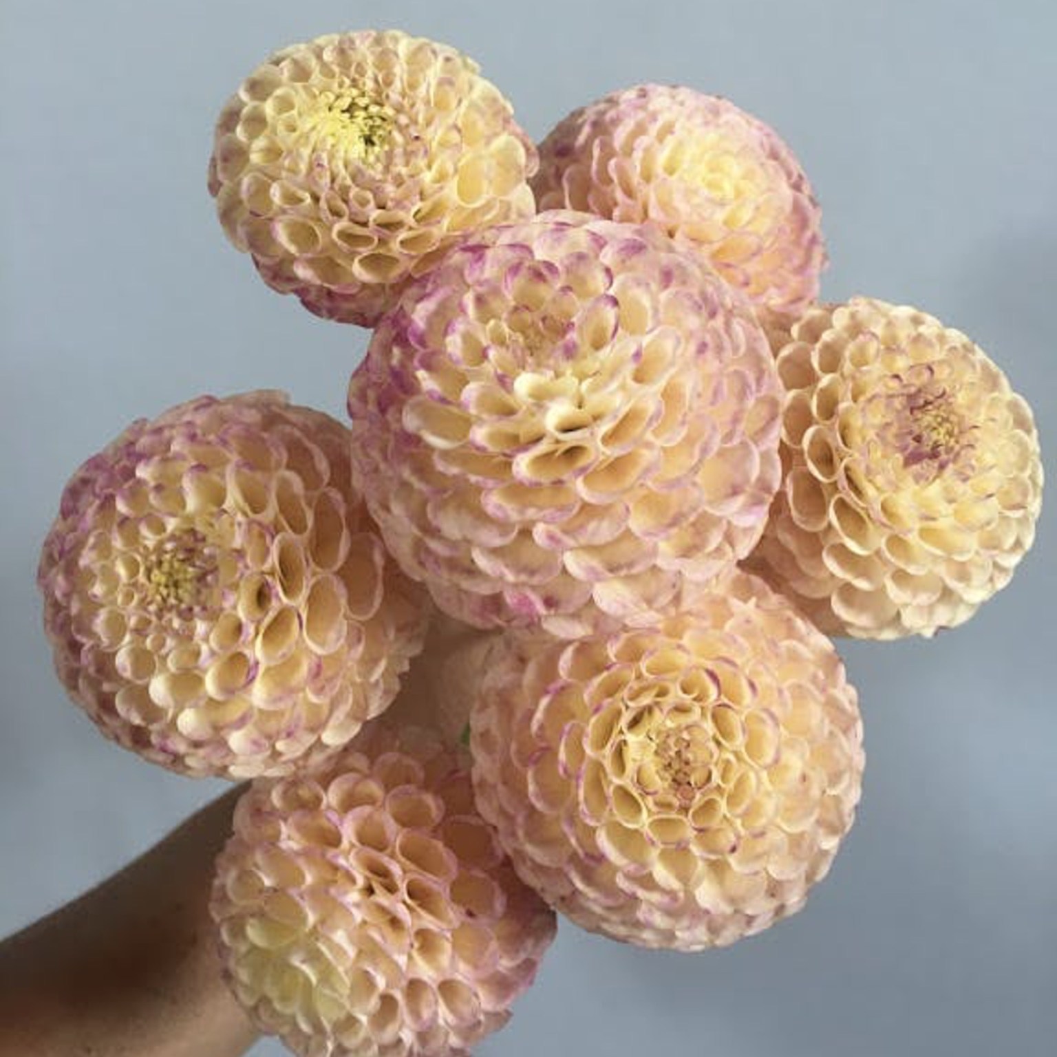 Dahlia ‘Hapet Compo’ – Dr Blomster