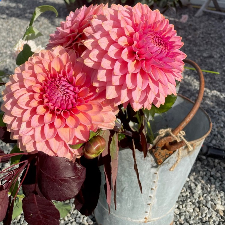 Dyrkingsråd dahlia (georginer) – Dr Blomster