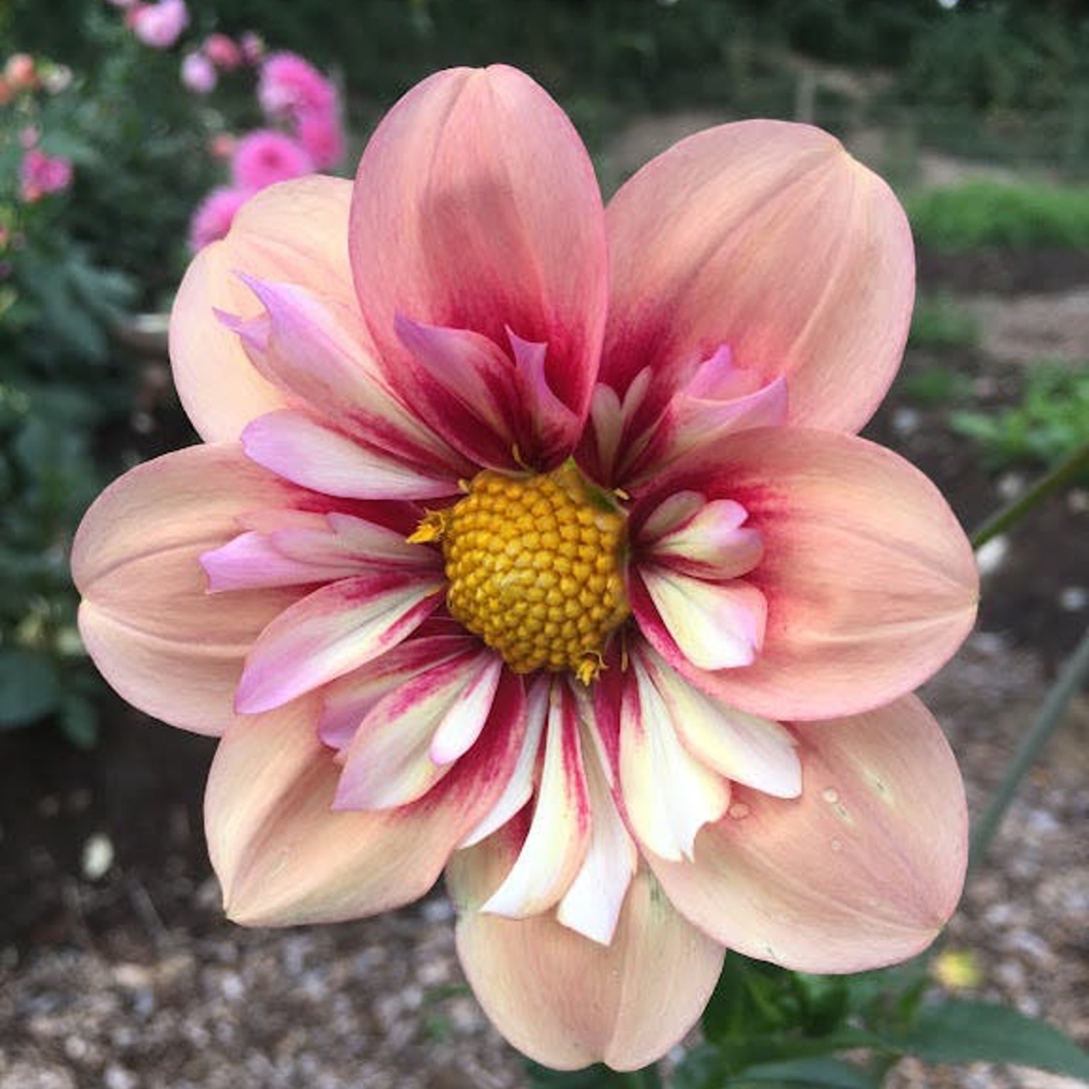Dahlia ‘Rhubarb & Custard’ – Dr Blomster