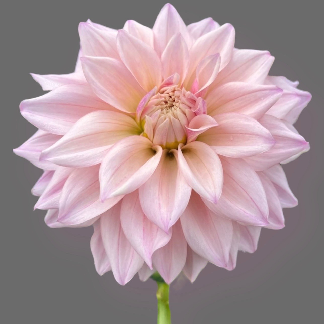 KA’s Mocha Jake, mini-planta – Dr Blomster