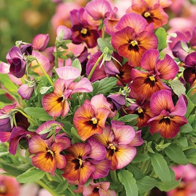 Stemorsblomster – Dr Blomster