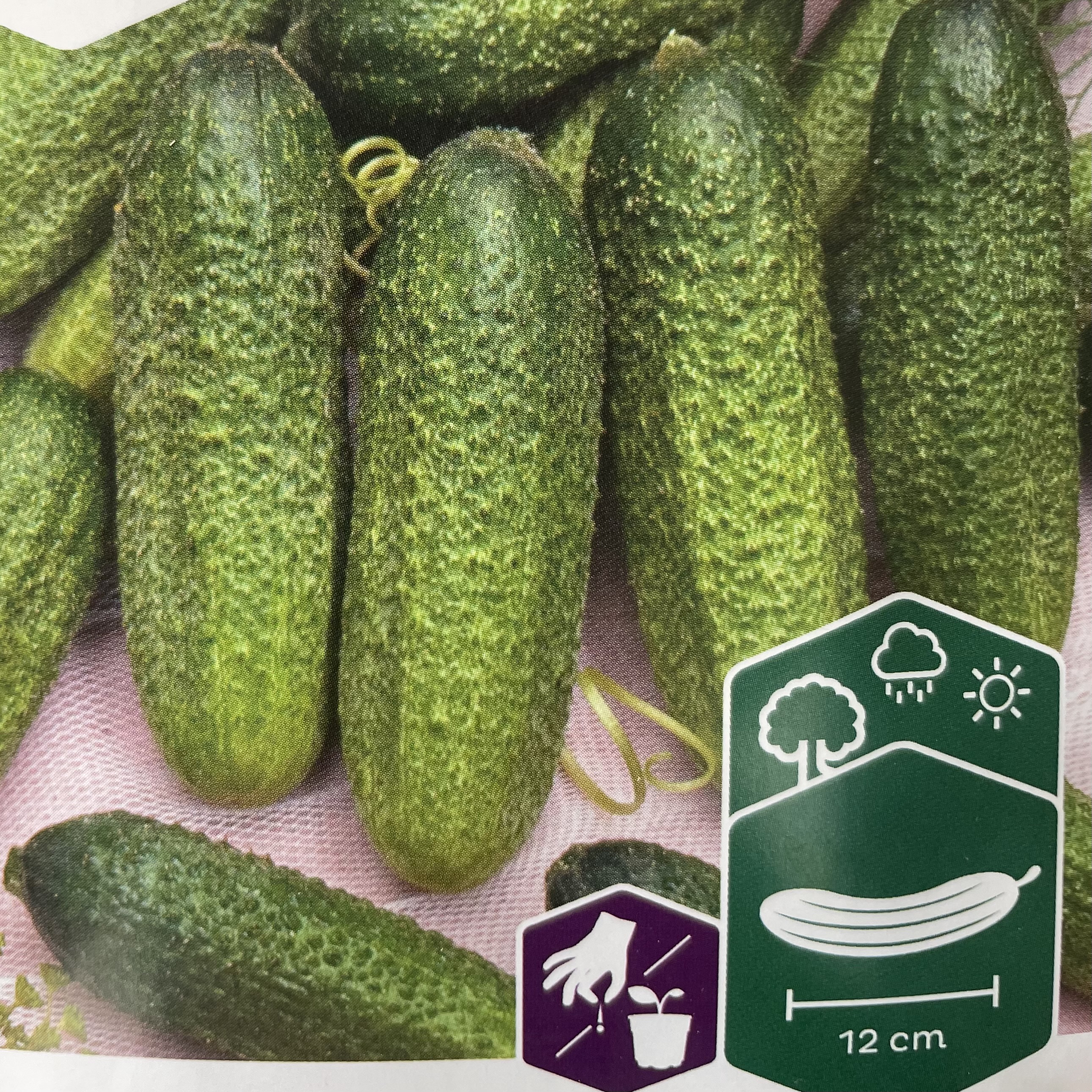 Agurk frilands ’Profi’ F1 – Dr Blomster