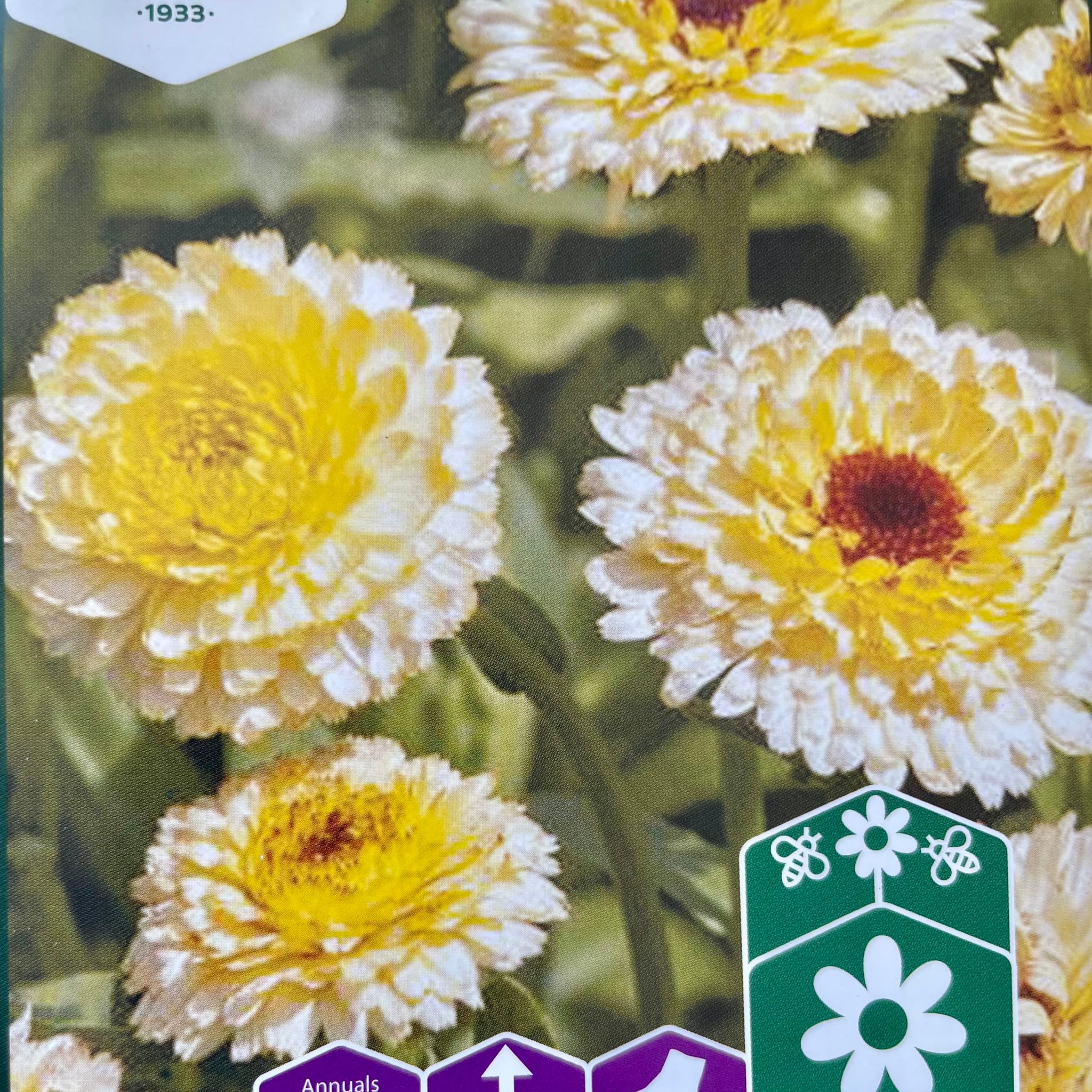 Ringblomst – Calendula officinalis – Dr Blomster